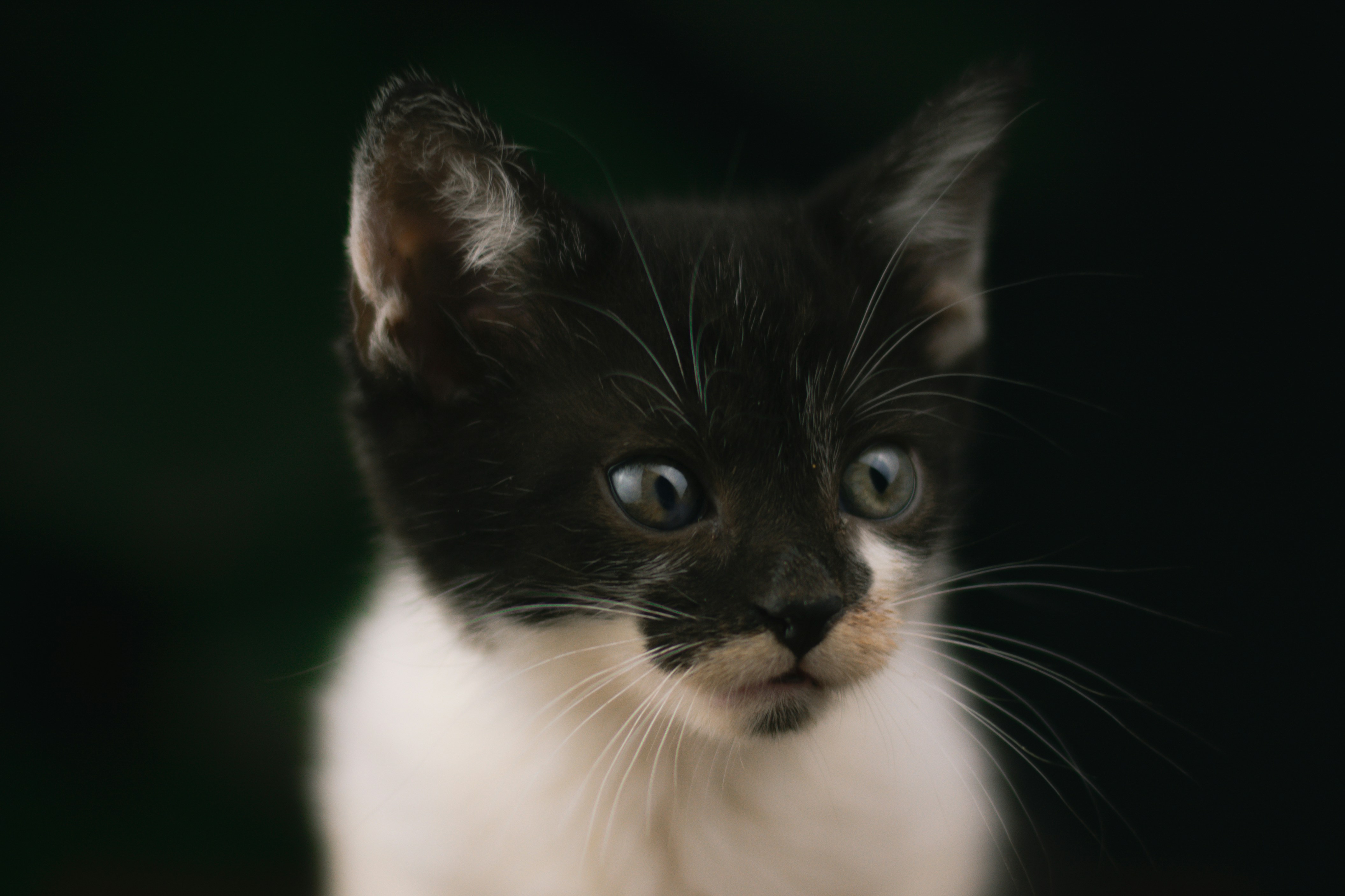 Create a Guide for New Pet Parents – Janet Eriksson